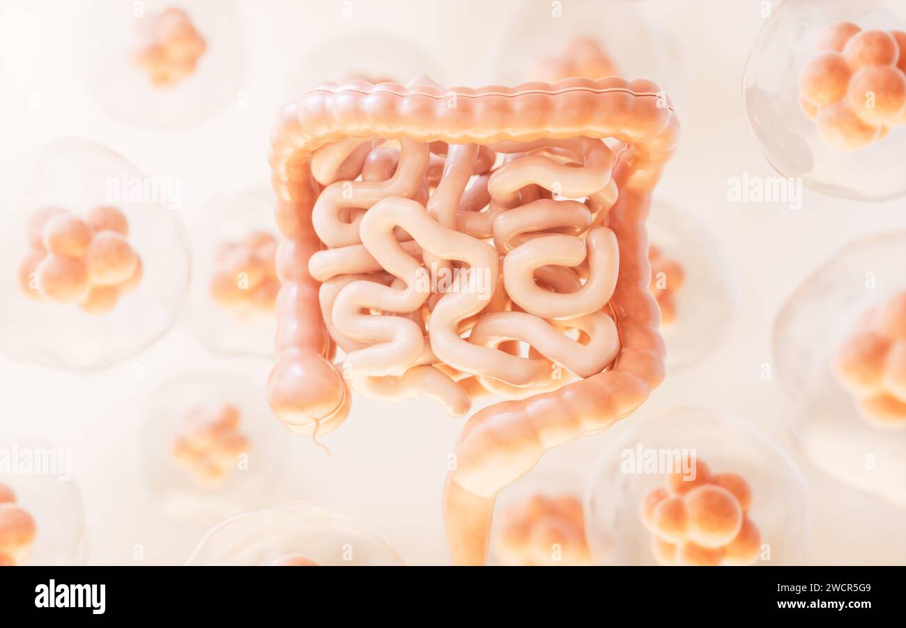 Intestinal tract with digestive health concept, 3d rendering. 3D ...