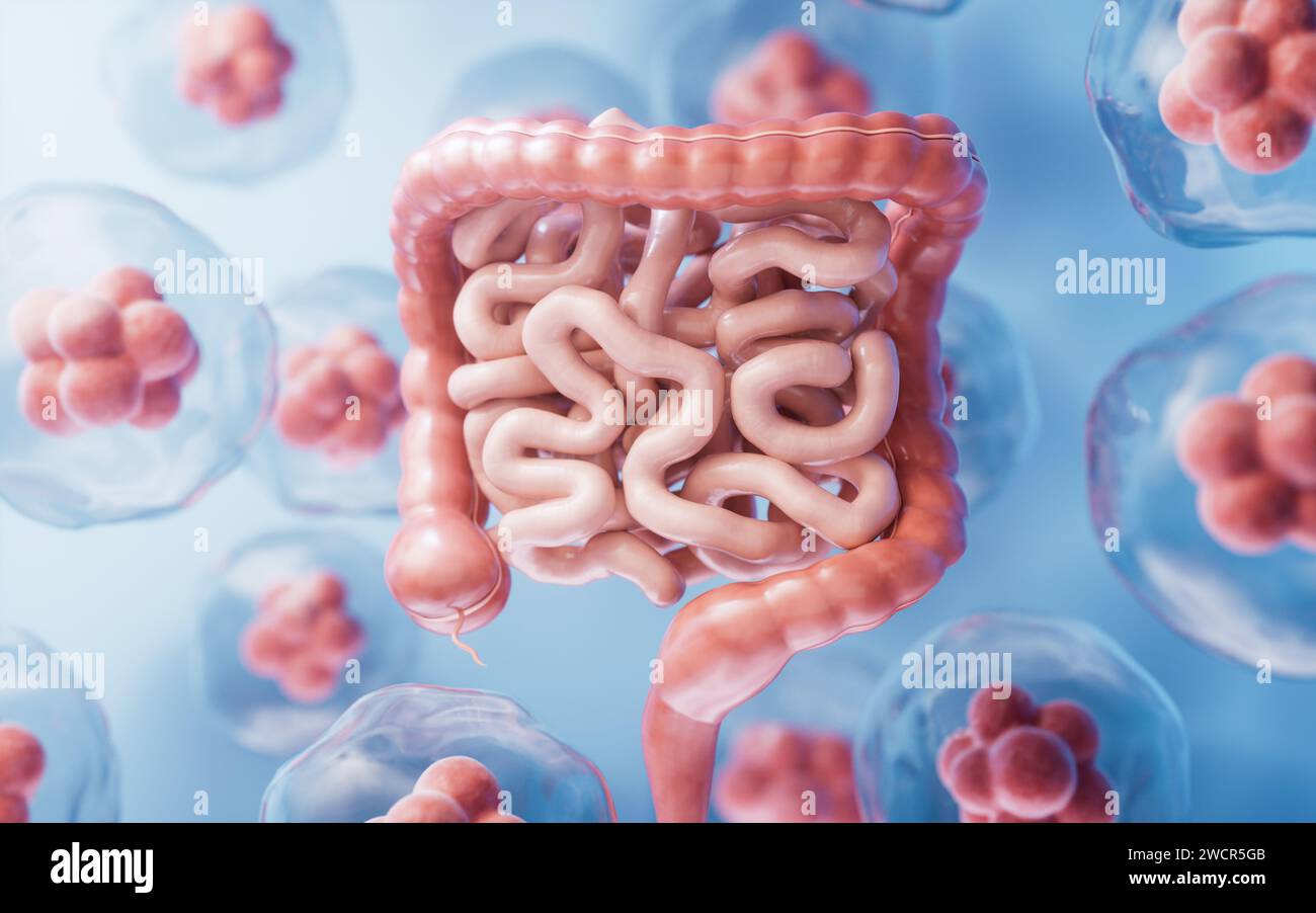 Intestinal tract with digestive health concept, 3d rendering. 3D ...