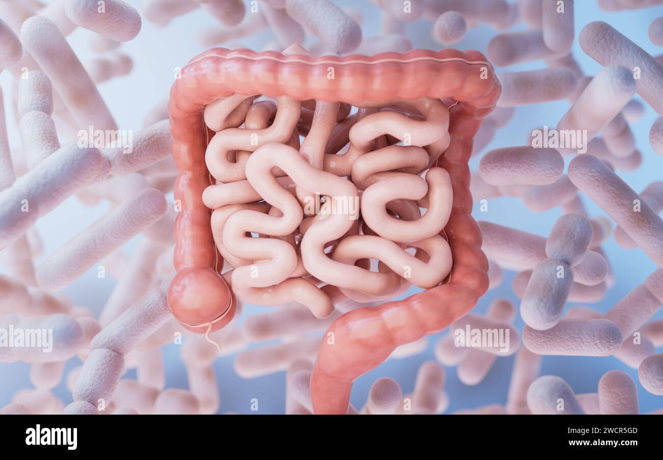 Intestinal tract with digestive health concept, 3d rendering. 3D ...