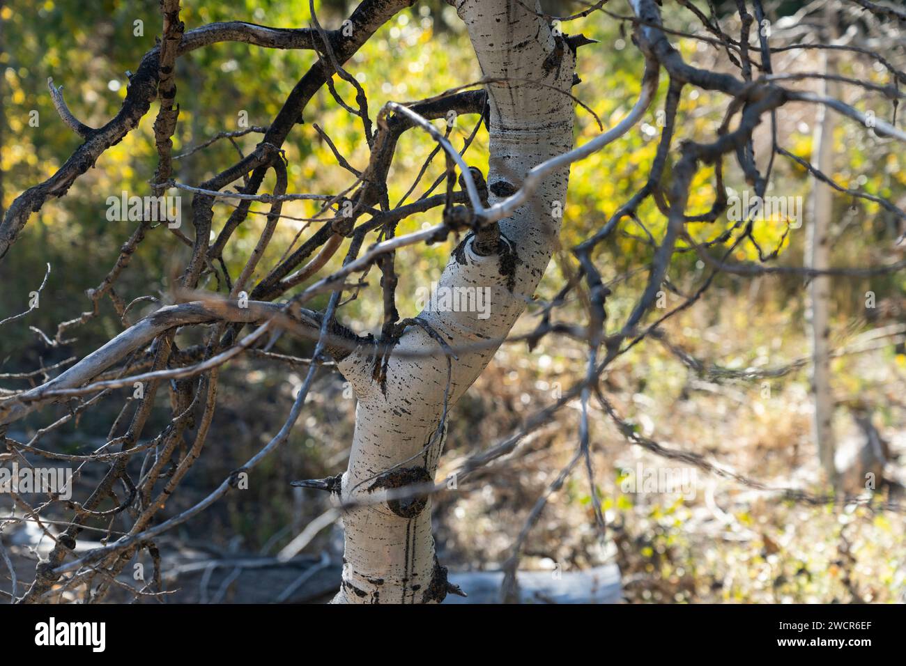 Dead cottonwood tree hi-res stock photography and images - Alamy