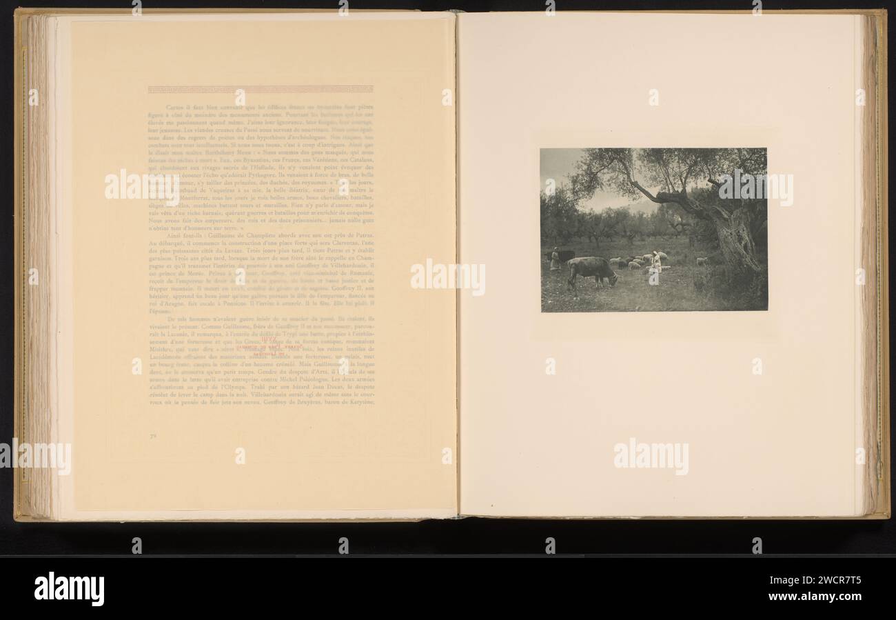 Greek farmers and cattle at the Graftome of Leonidas in Sparta ...