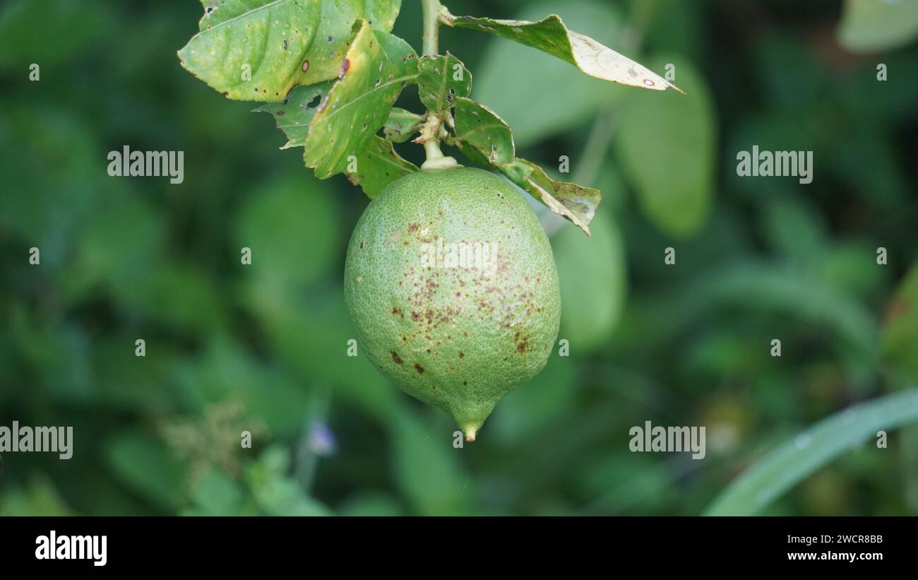 Citrus aurantiifolia on the tree. Indonesian call it jeruk nipis Stock ...