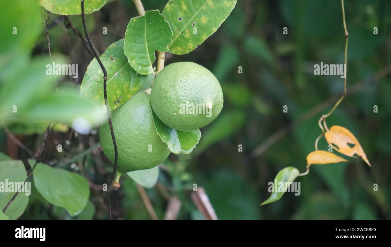 Citrus aurantiifolia on the tree. Indonesian call it jeruk nipis Stock ...
