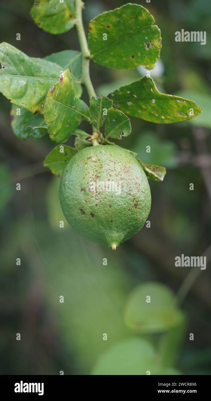 Citrus aurantiifolia on tree hi-res stock photography and images - Alamy