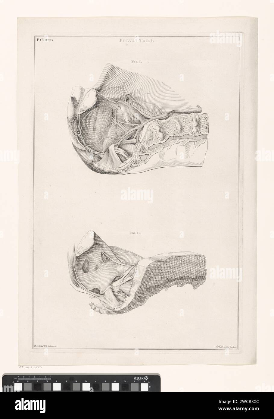 Anatomy Van the Pelvis, unravel number, Jacob van the Skley, After ...