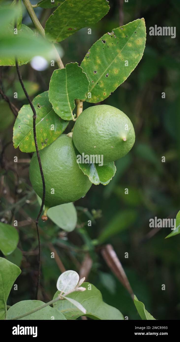 Citrus aurantiifolia on the tree. Indonesian call it jeruk nipis Stock ...