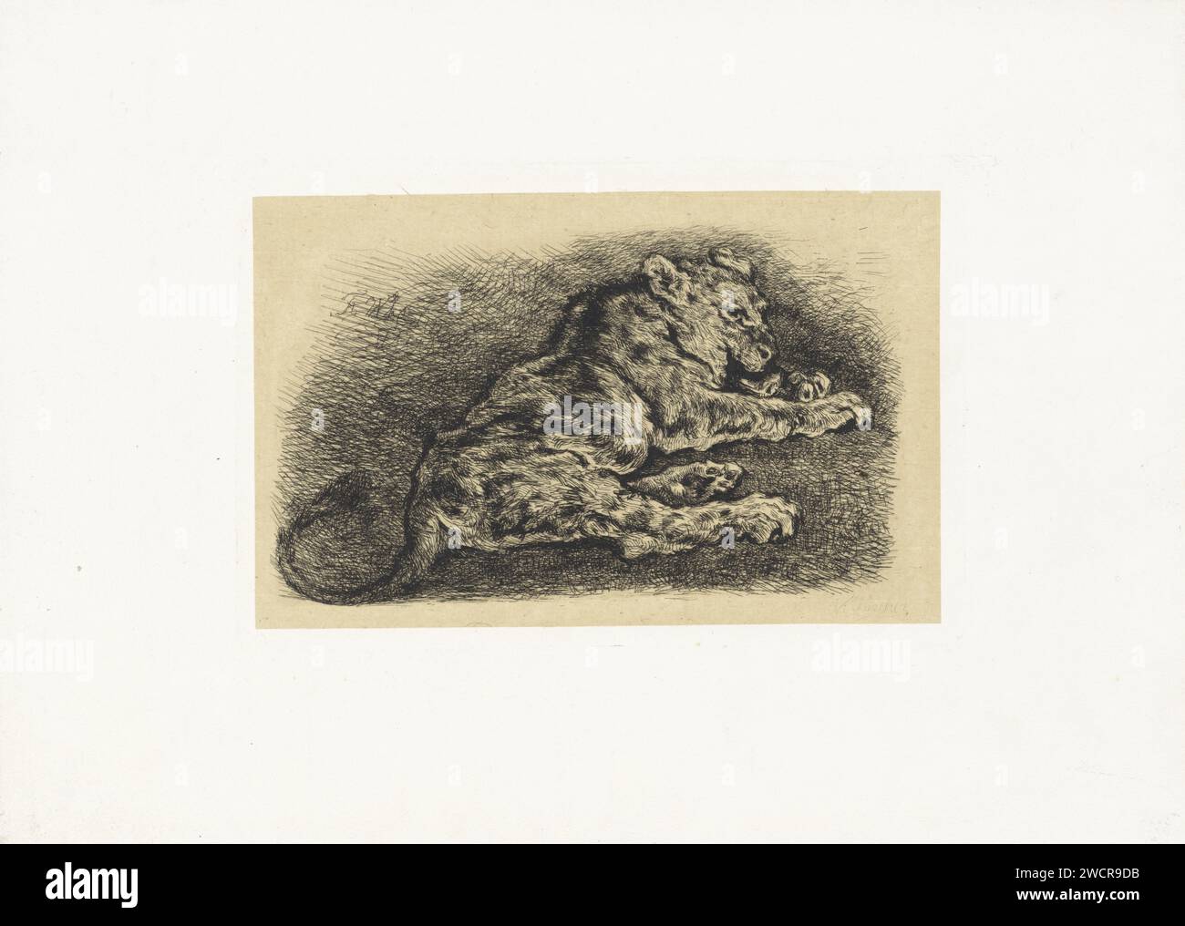 Female lion etching hi-res stock photography and images - Alamy