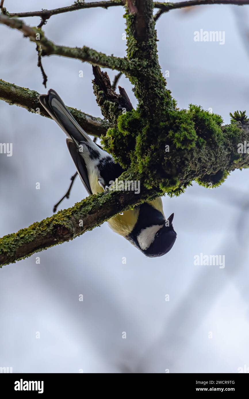 Kohlmeise hi-res stock photography and images - Alamy