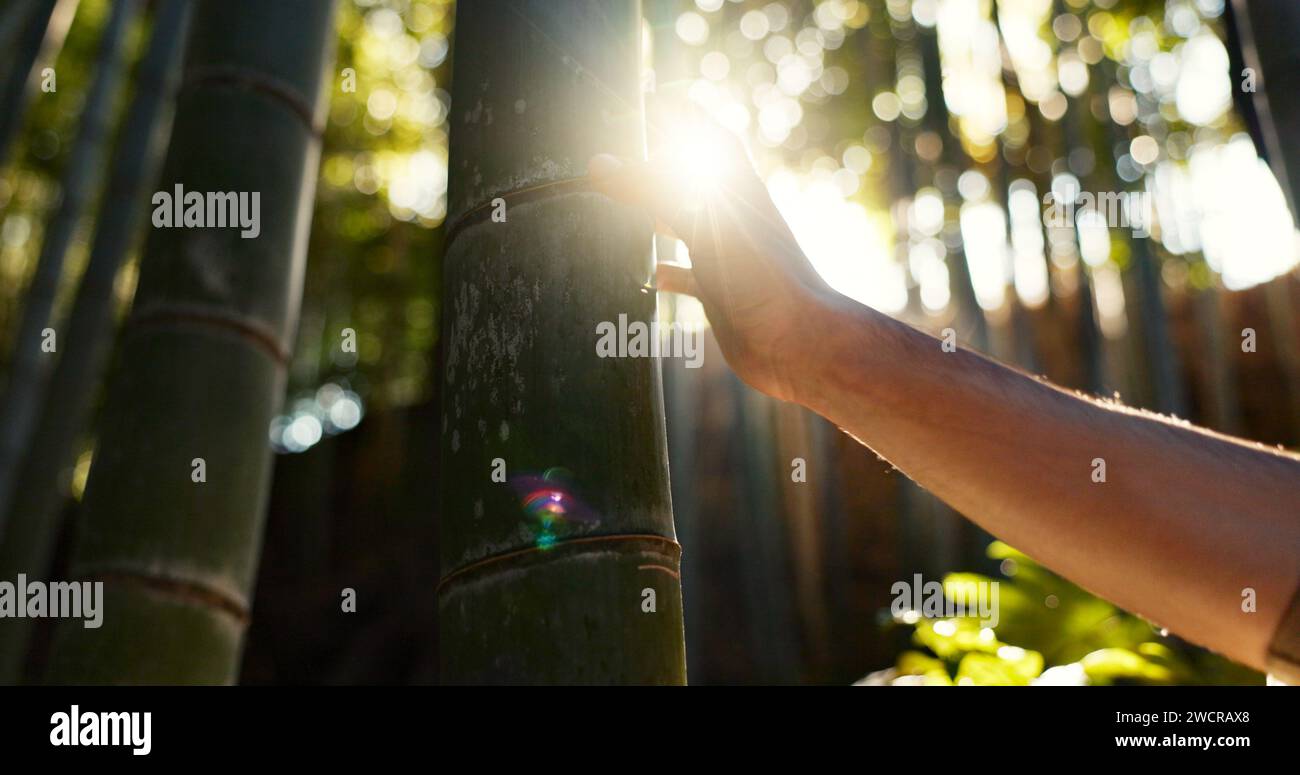 Person, touch and tree in bamboo forest, sunshine and lens flare for ...