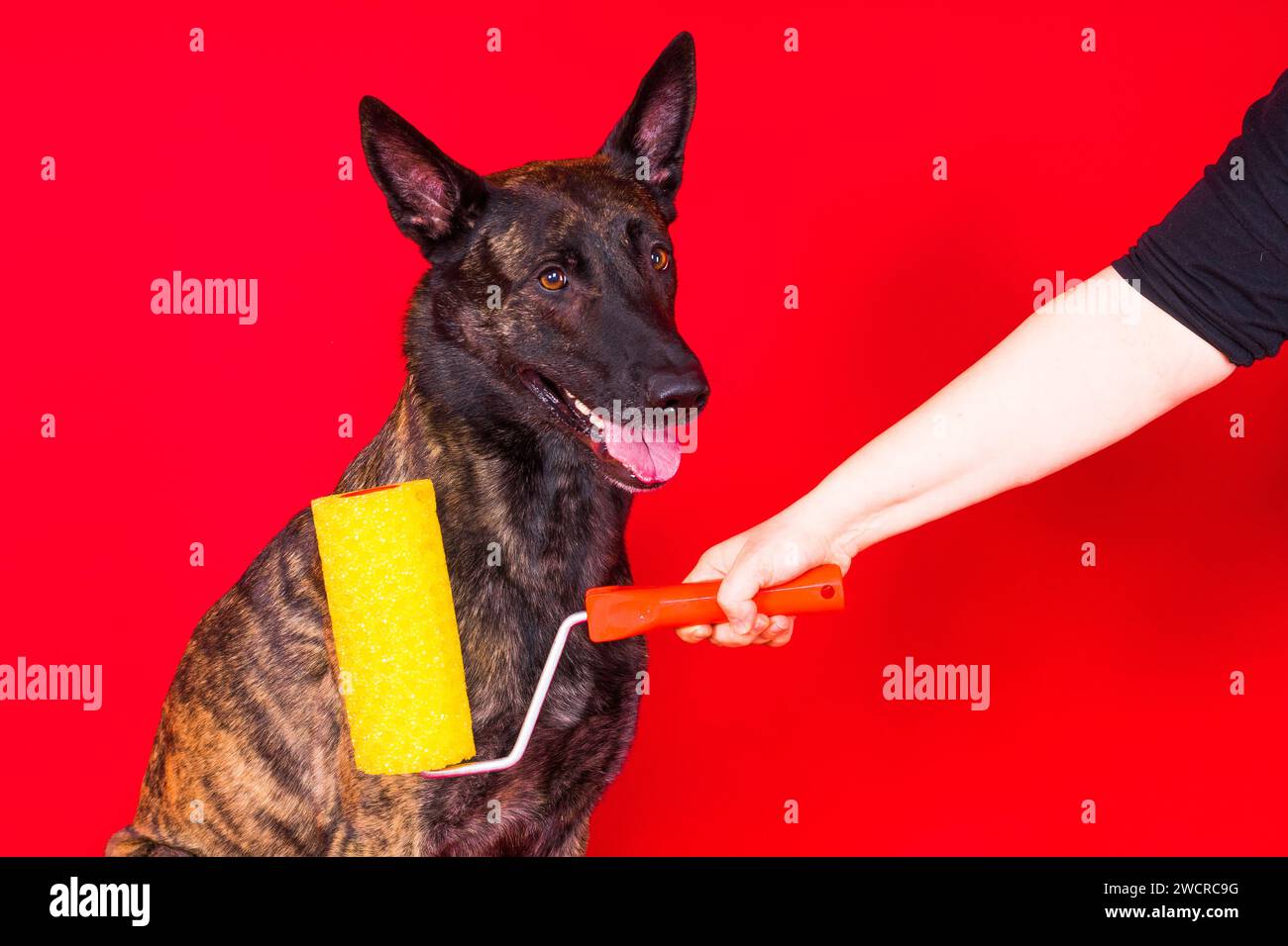 A dog builder is holding roller brush. Red yellow background. Isolated ...