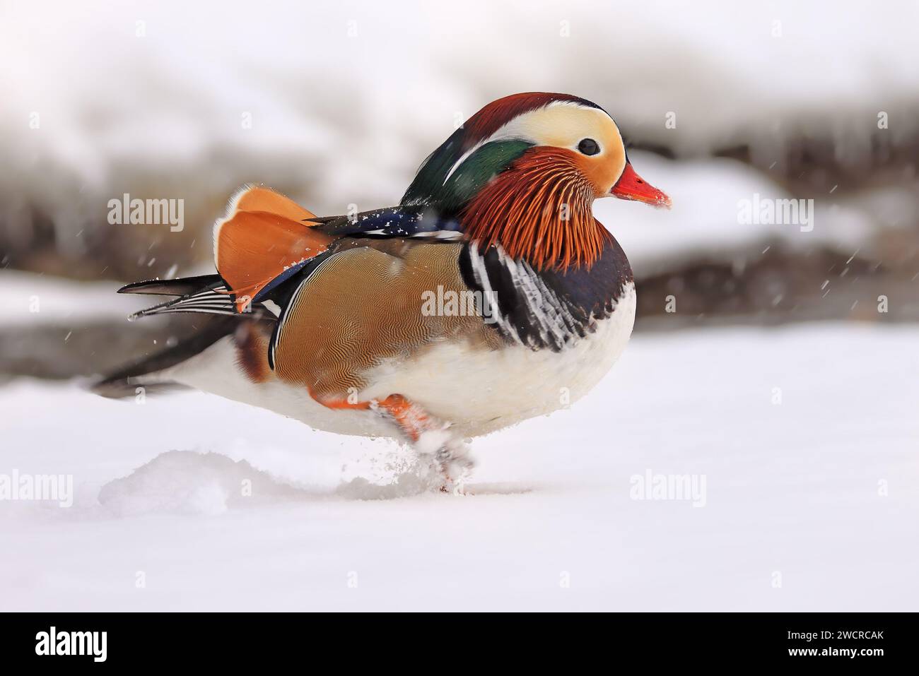Mandarin duck portrait in winter, Quebec, Canada Stock Photo - Alamy