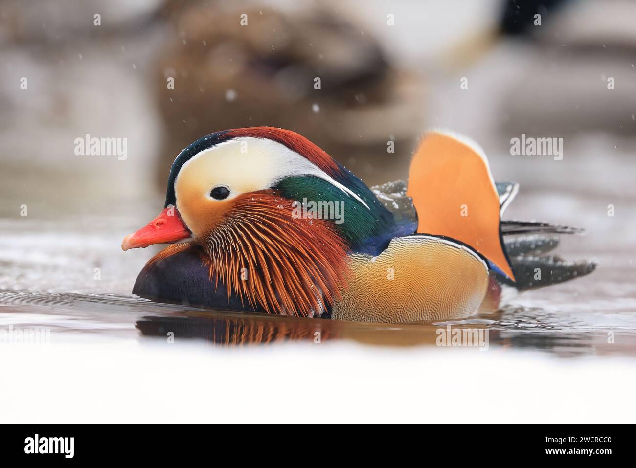 Mandarin duck portrait in winter, Quebec, Canada Stock Photo - Alamy