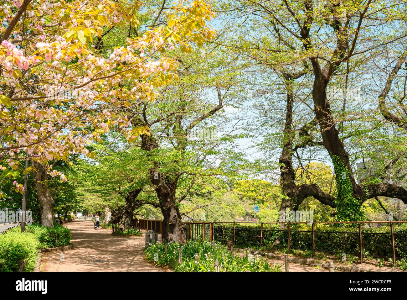 Chidoriga-fuchi Park green forest walkway at spring in Tokyo, Japan ...