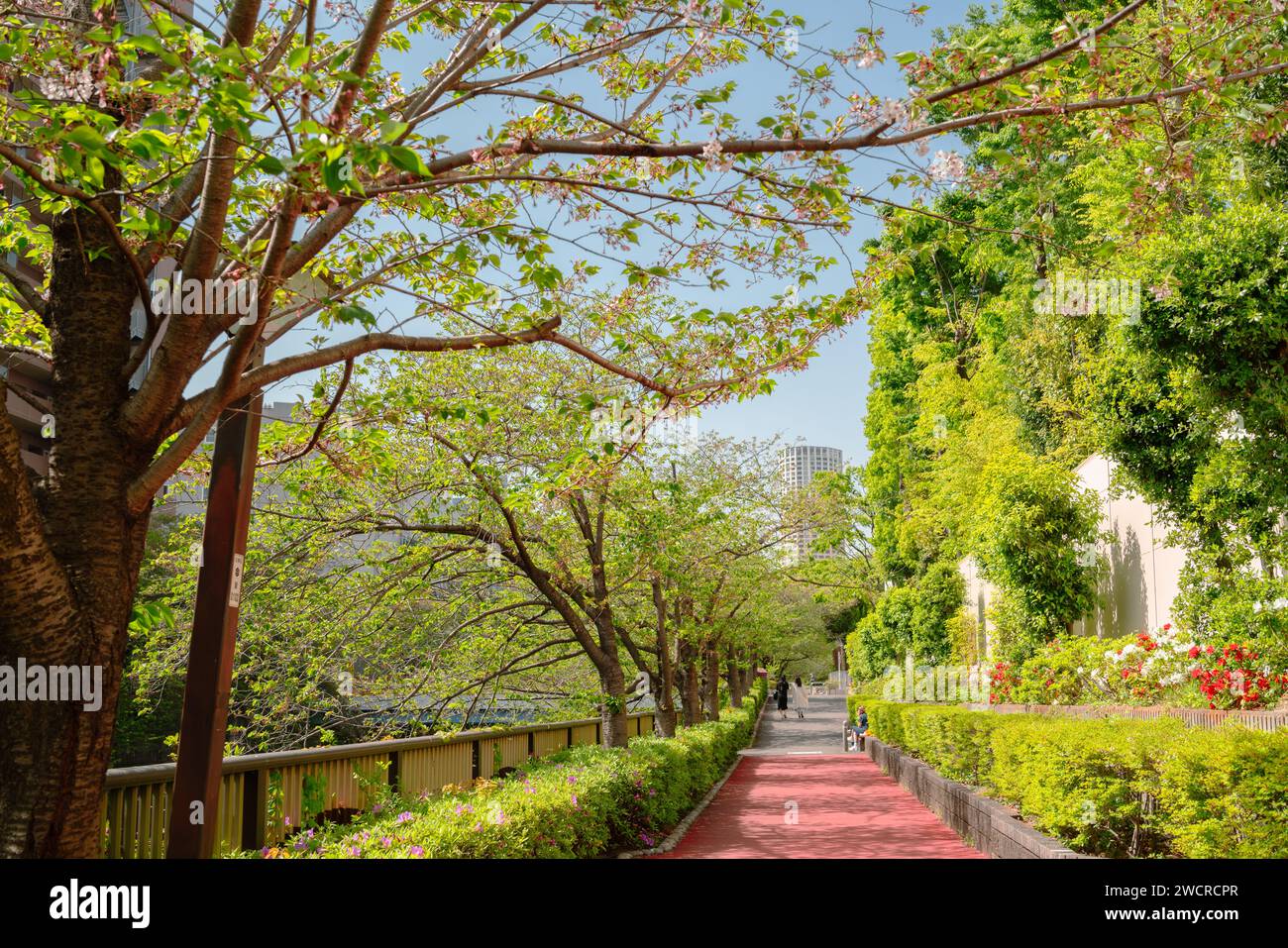 Nakameguro riverside walkway road with green trees in Tokyo, Japan ...