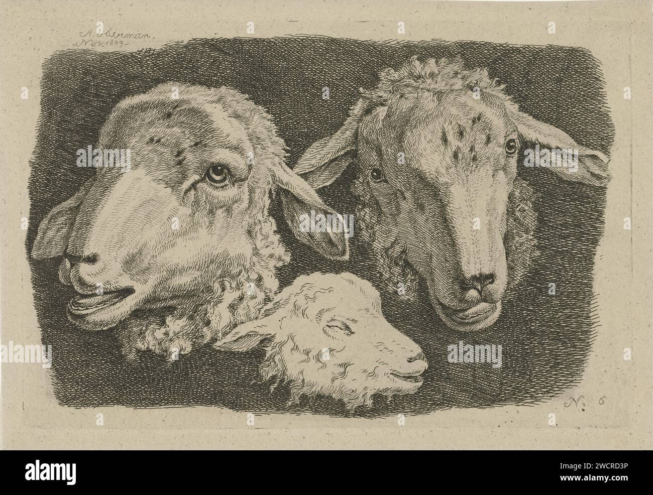 Two sheep heads and a head of a lamb, Anthony Oberman, 1809 print ...