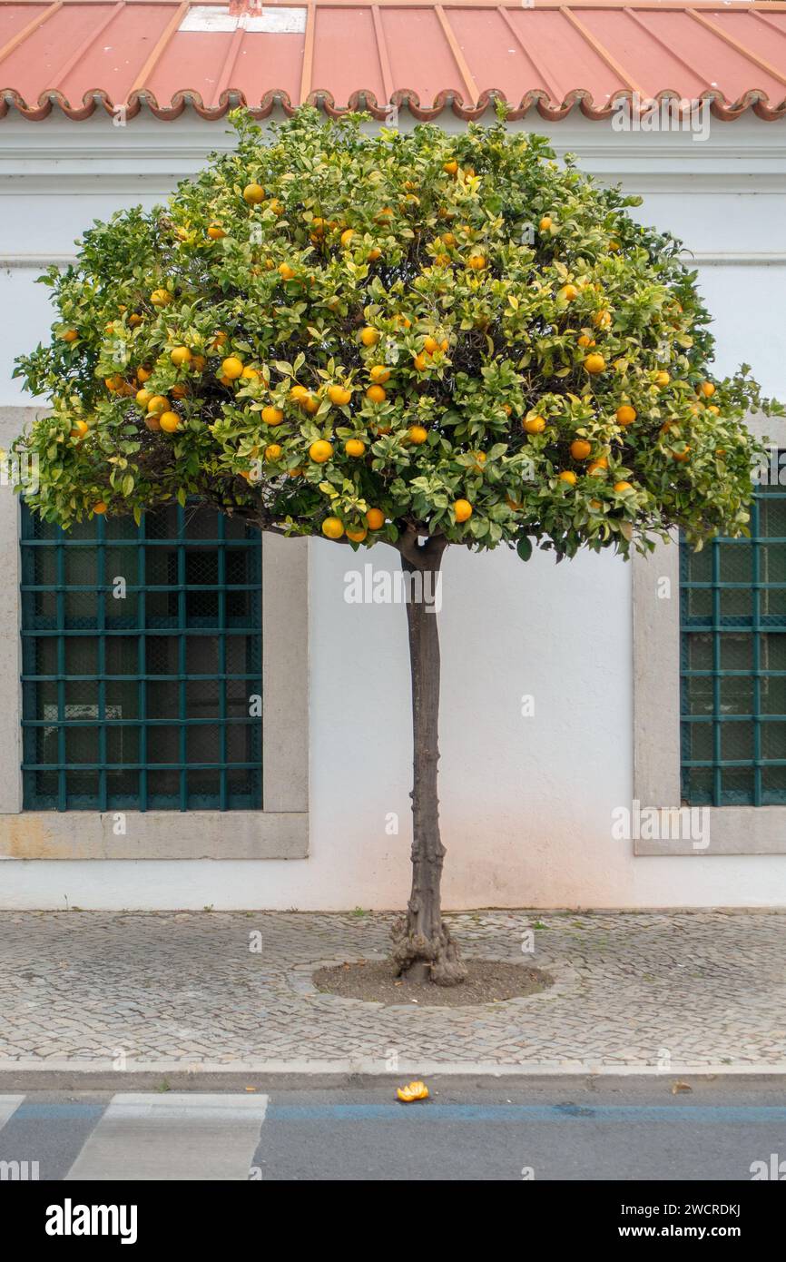 Tree portugal hi-res stock photography and images - Alamy