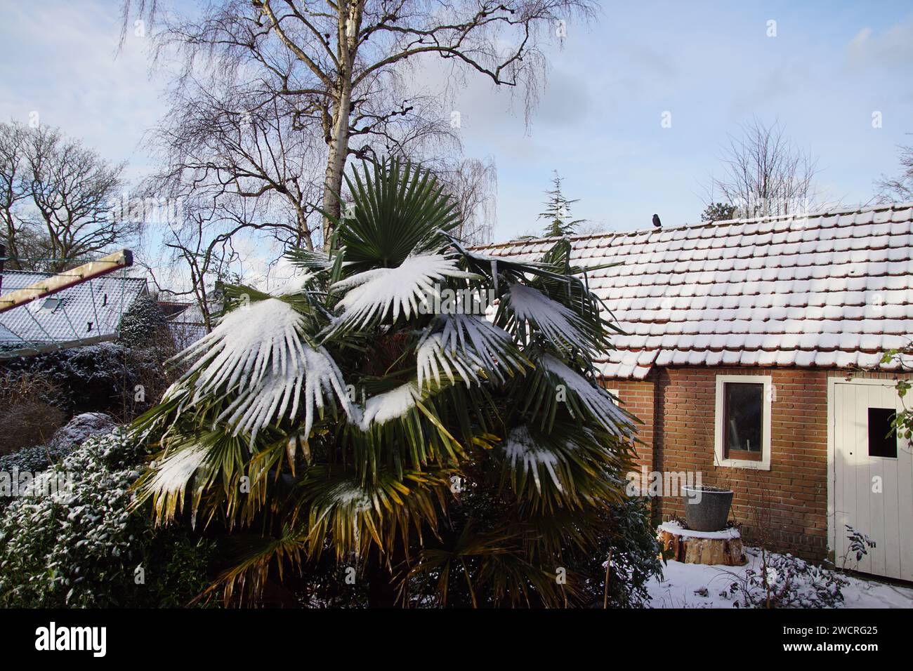 Dutch garden in winter with a windmill palm, Trachycarpus fortunei ...
