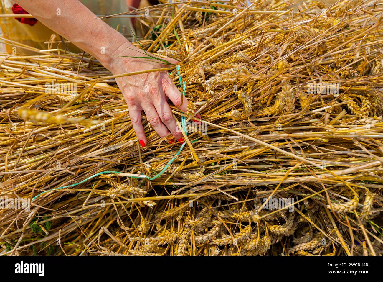 Close-up of woman hand as collecting small sheaves of fresh mowed wheat ...