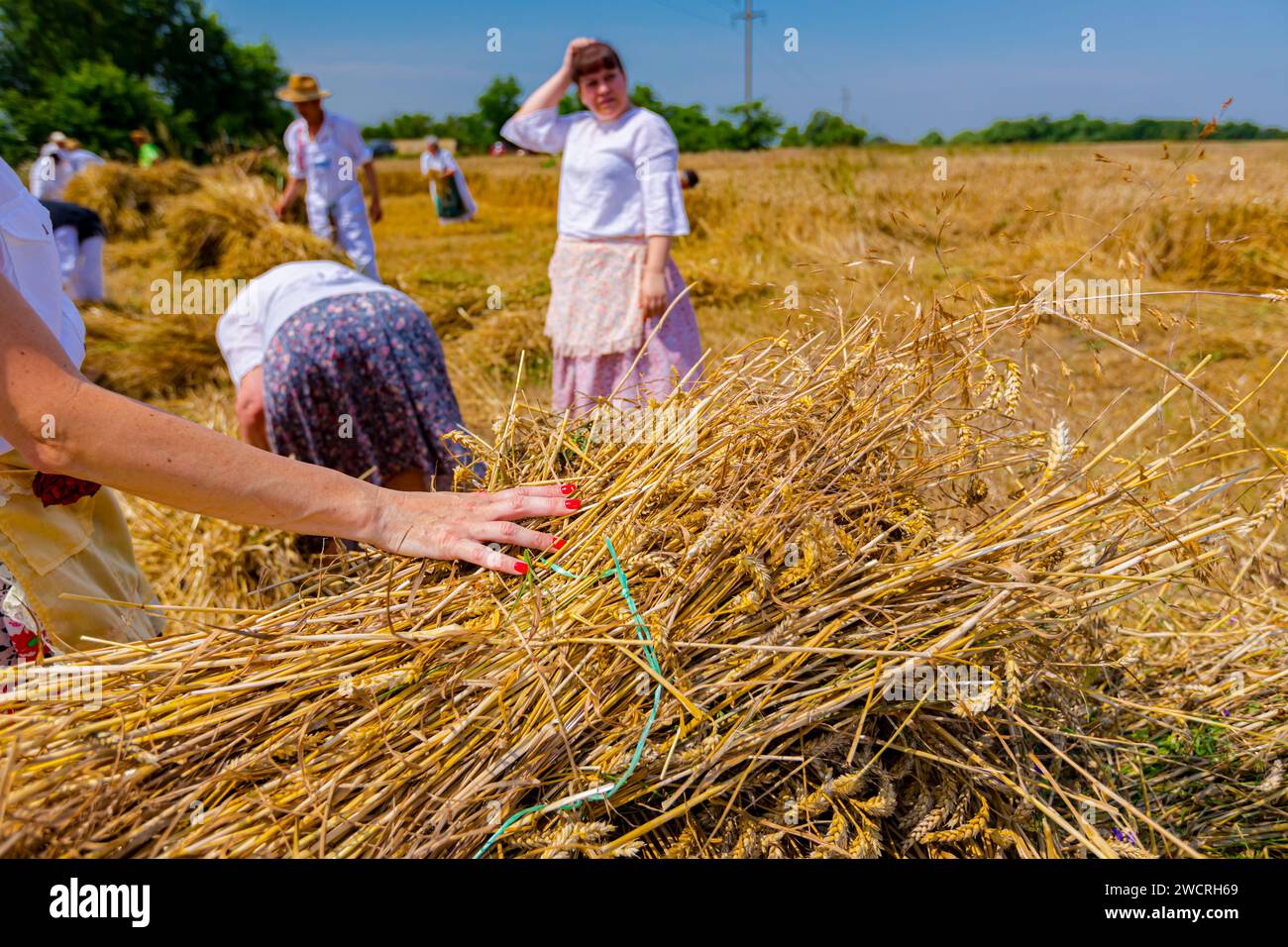 Collecting wheat sheaves hi-res stock photography and images - Alamy