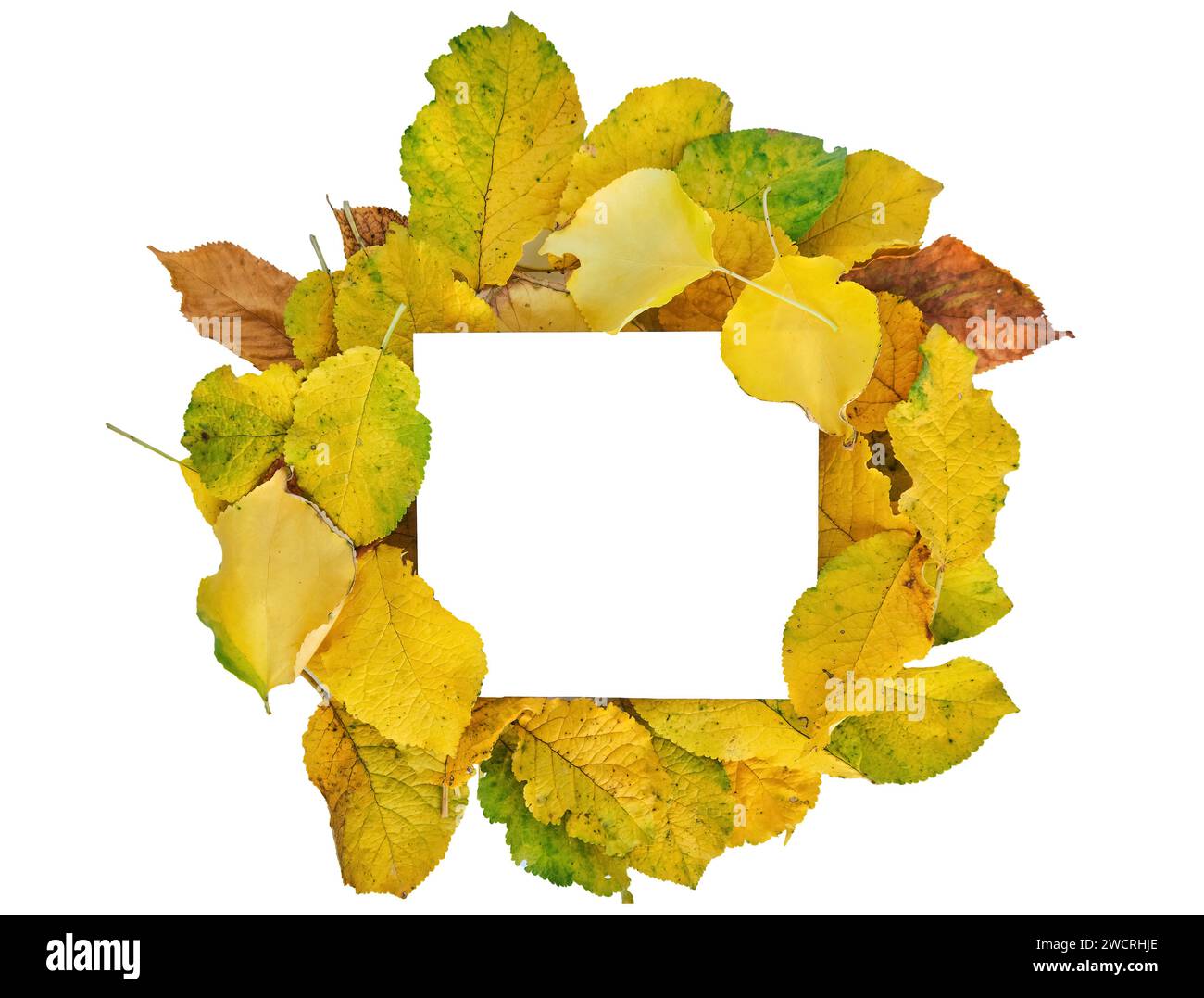 Three autumn leaves seasons change rainbow color gradient copy space ...