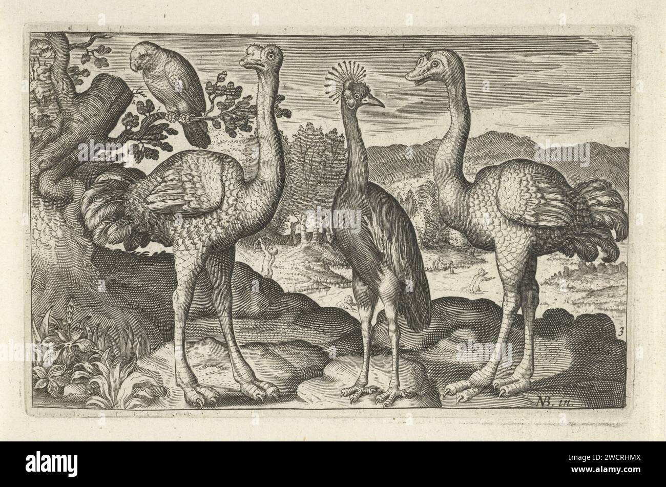 Crown crane between two ostriches, Anonymous, After Nicolaes de Bruyn ...