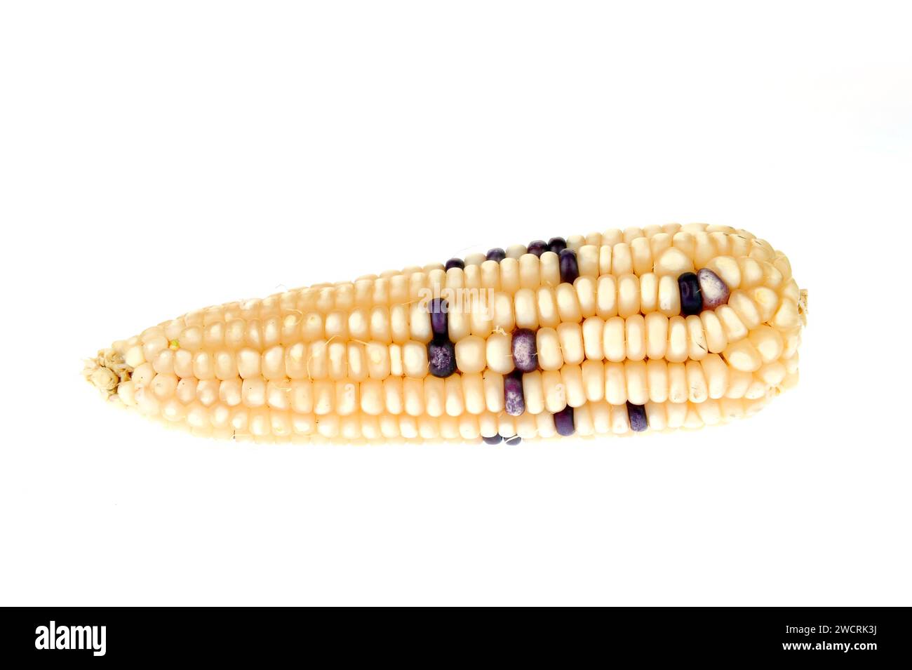 Black and white cob Cut Out Stock Images & Pictures - Alamy