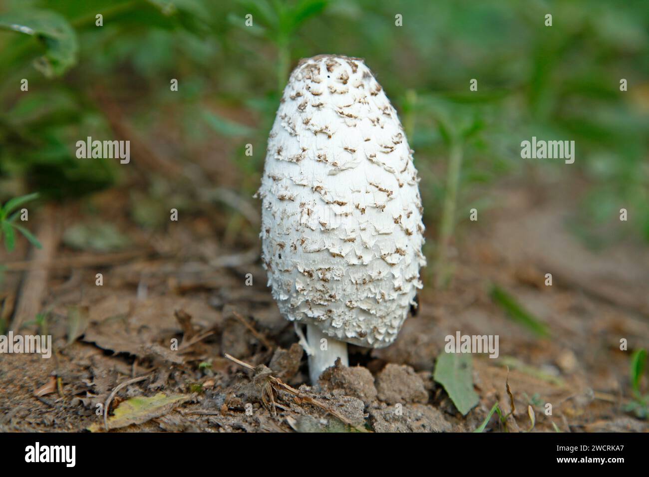 Summer in the forest growth of wild fungus, mushrooms Stock Photo - Alamy