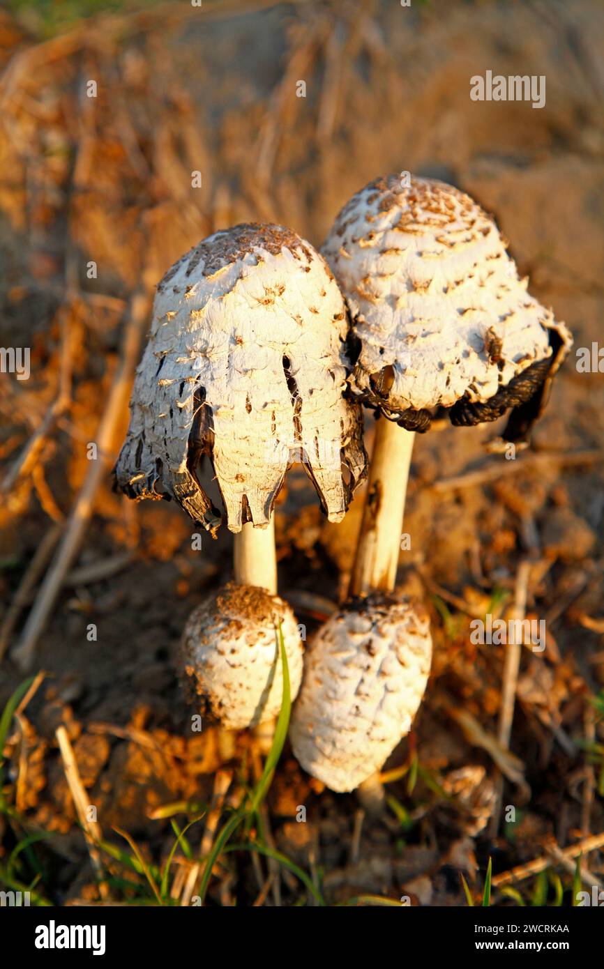 Summer in the forest growth of wild fungus, mushrooms Stock Photo - Alamy