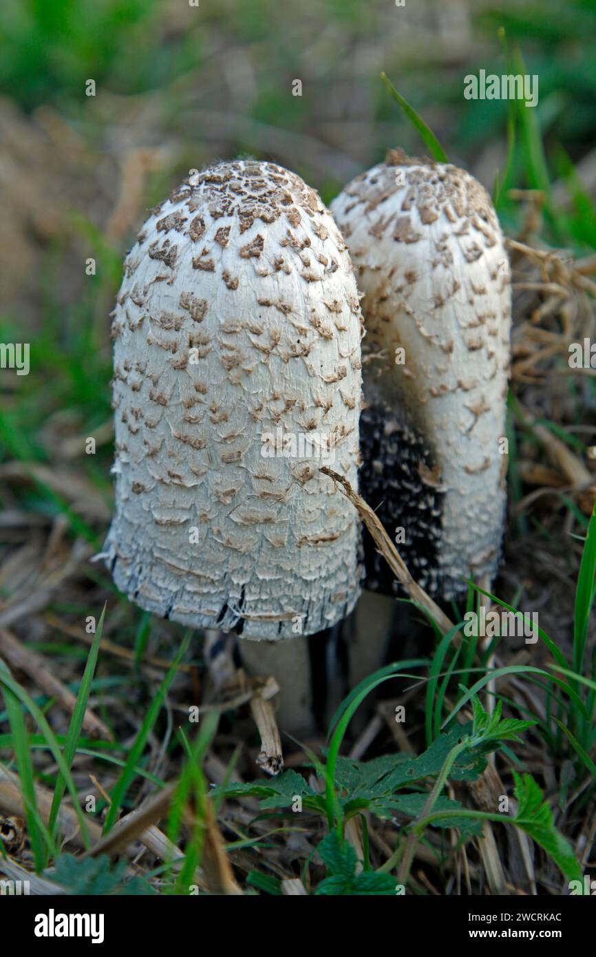 Summer in the forest growth of wild fungus, mushrooms Stock Photo - Alamy