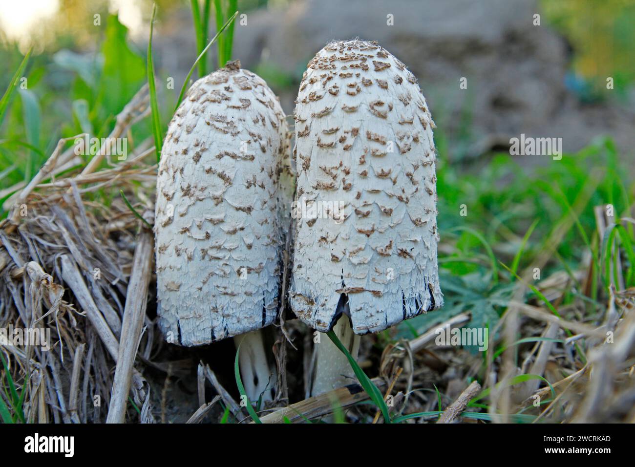 Summer in the forest growth of wild fungus, mushrooms Stock Photo - Alamy