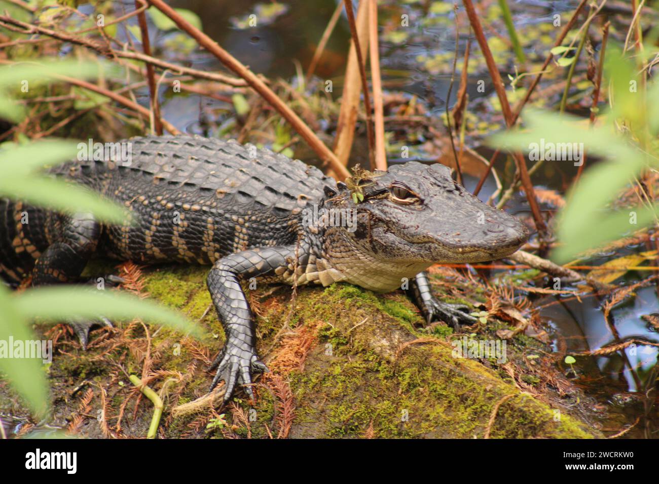 A Florida Alligator resting on a log in Kissimmee, FL Lake Stock Photo ...