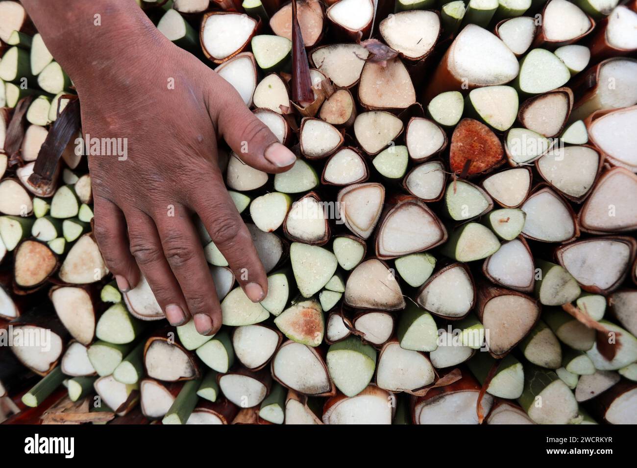 Sharqiya, Egypt. 16th Jan, 2024. Papyrus stalks are cut into pieces at ...