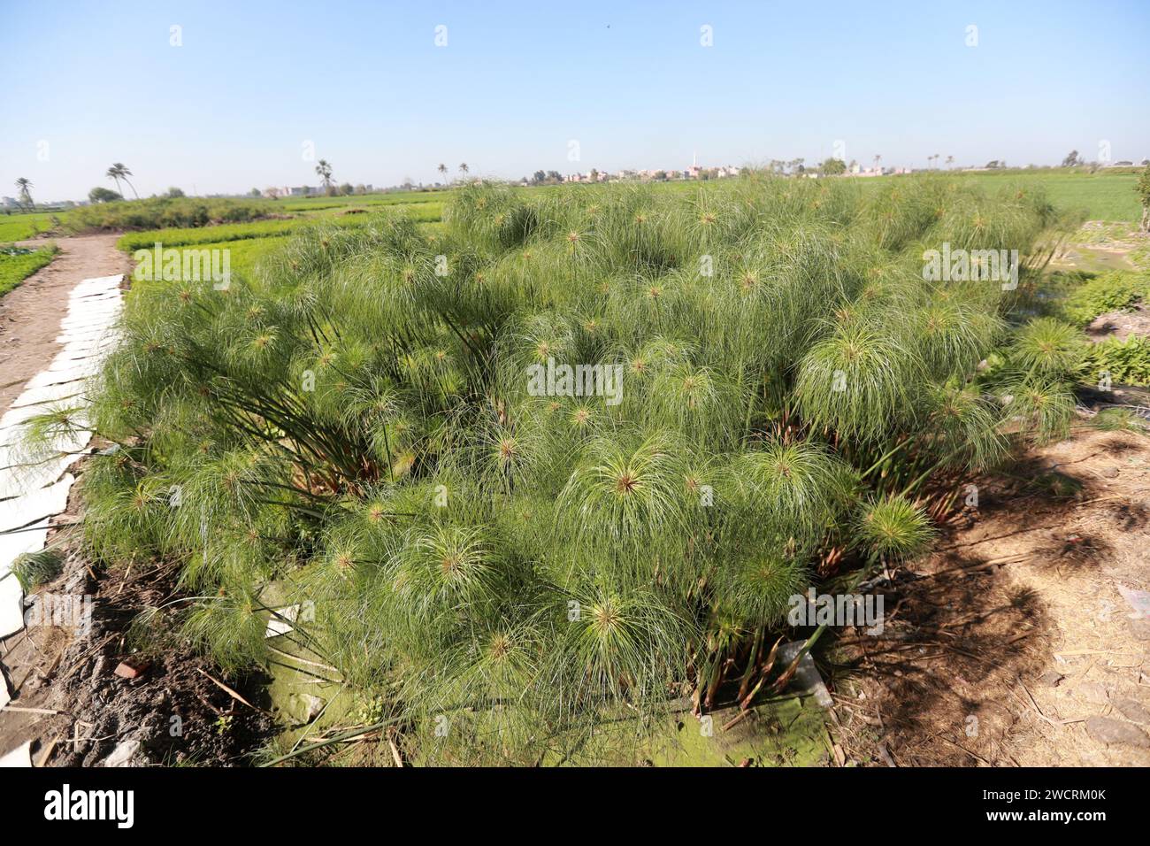 Sharqiya. 16th Jan, 2024. This photo taken on Jan. 16, 2024 shows ...