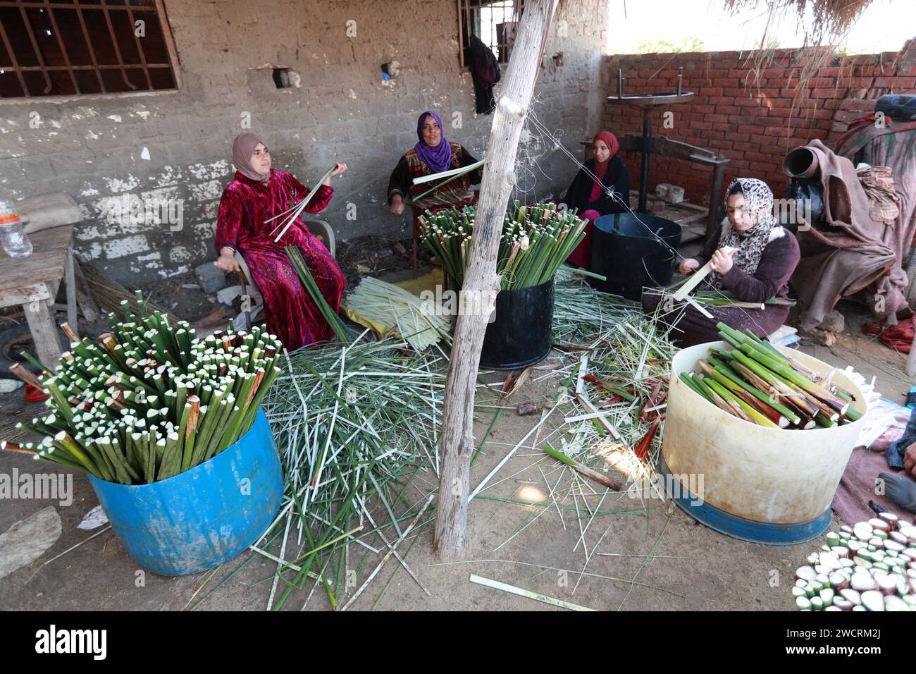 Sharqiya, Egypt. 16th Jan, 2024. Women slice papyrus stalks at villager ...