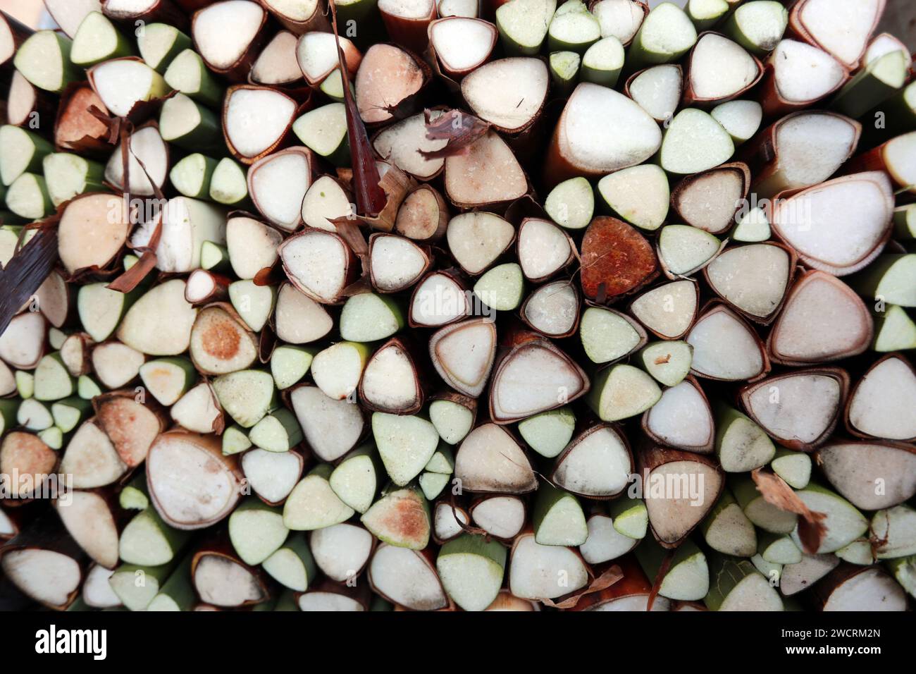 Sharqiya, Egypt. 16th Jan, 2024. Papyrus stalks are cut into pieces at ...