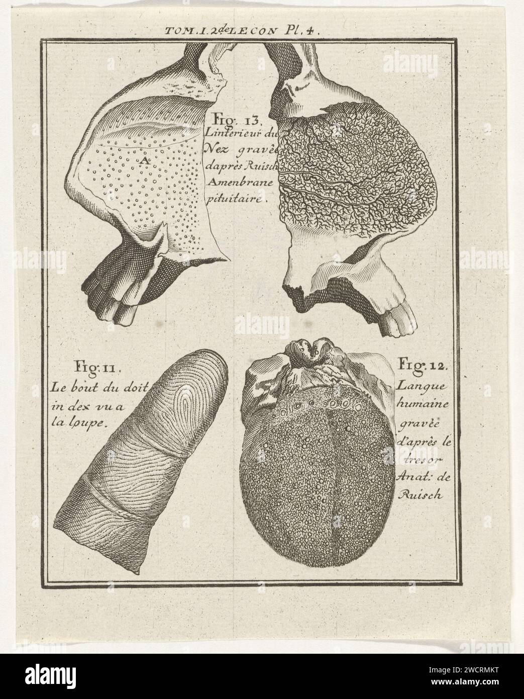 Anatomical representation of the tongue, nose and index finger ...