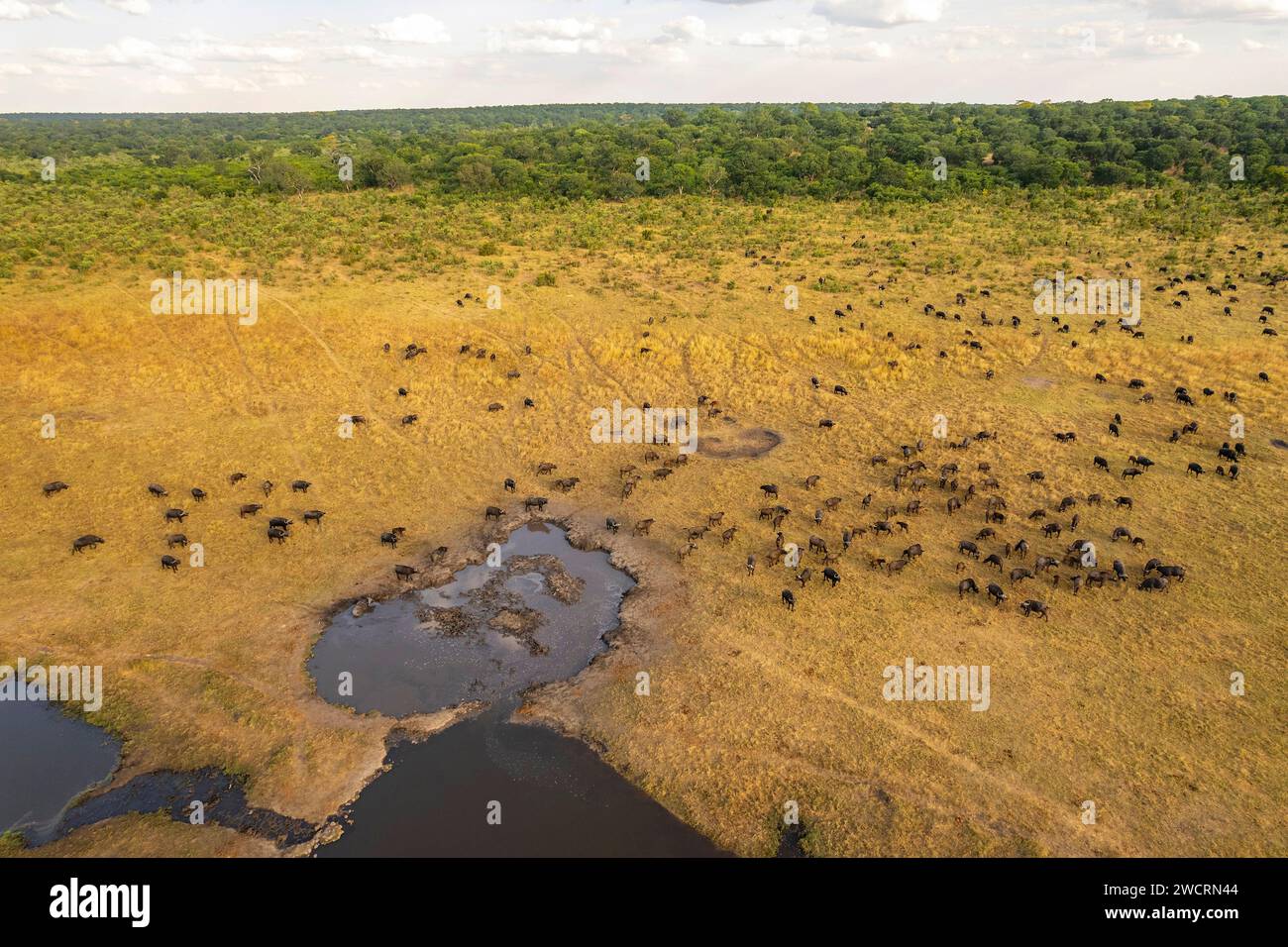 A herd of Cape buffalo, Cyncerus caffer, are seen drinking at a ...