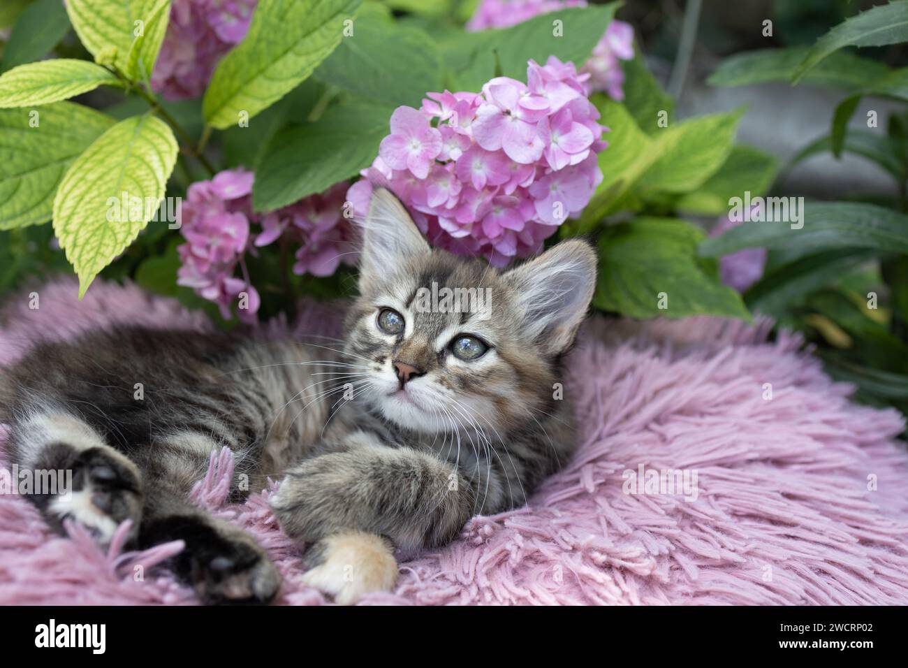 In the garden, under a bush of blooming pink hydrangea, a cute tabby kitten lies on a pillow ...