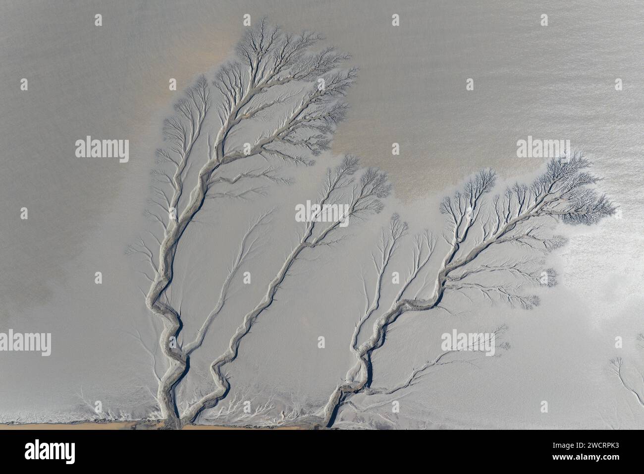 Aerial photos show the tidal-flat presenting a landscape of forests in ...