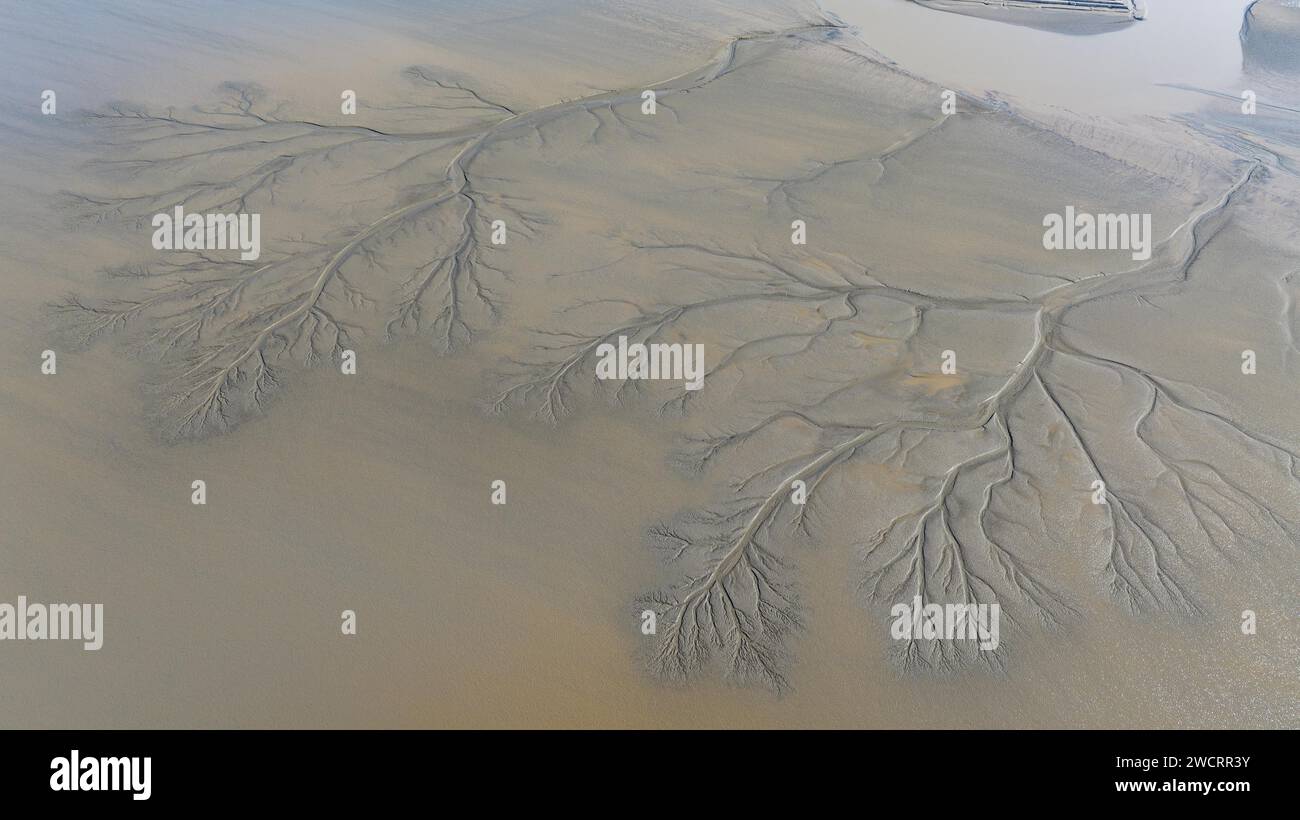 Aerial photos show the tidal-flat presenting a landscape of forests in ...