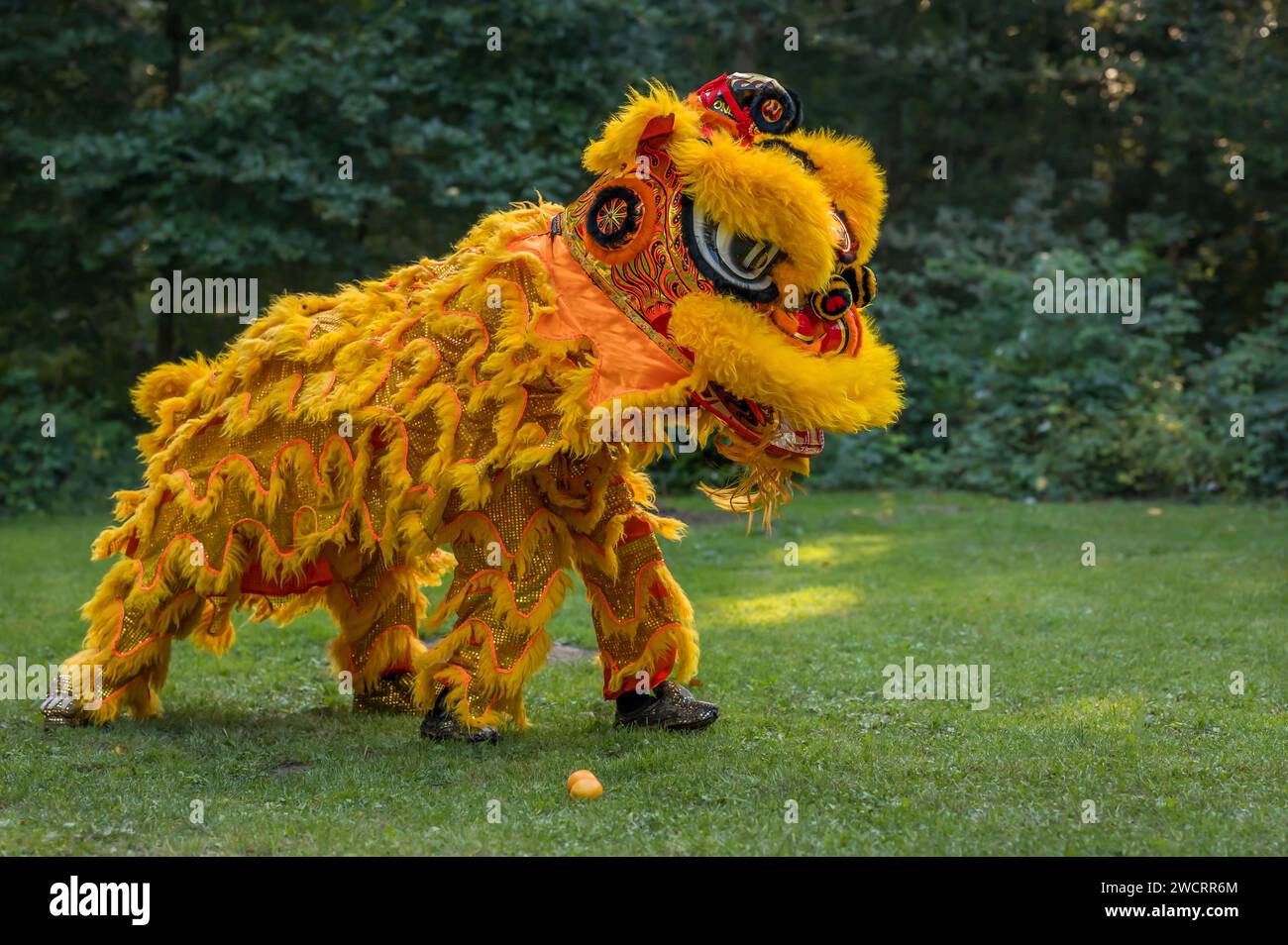 Traditional lion dance. One yellow lion. Celebration in Chinese New ...