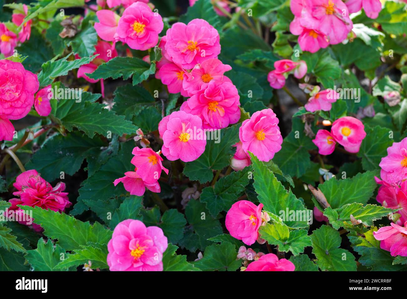 Pink begonia flowers. Flowering plant close-up Stock Photo - Alamy