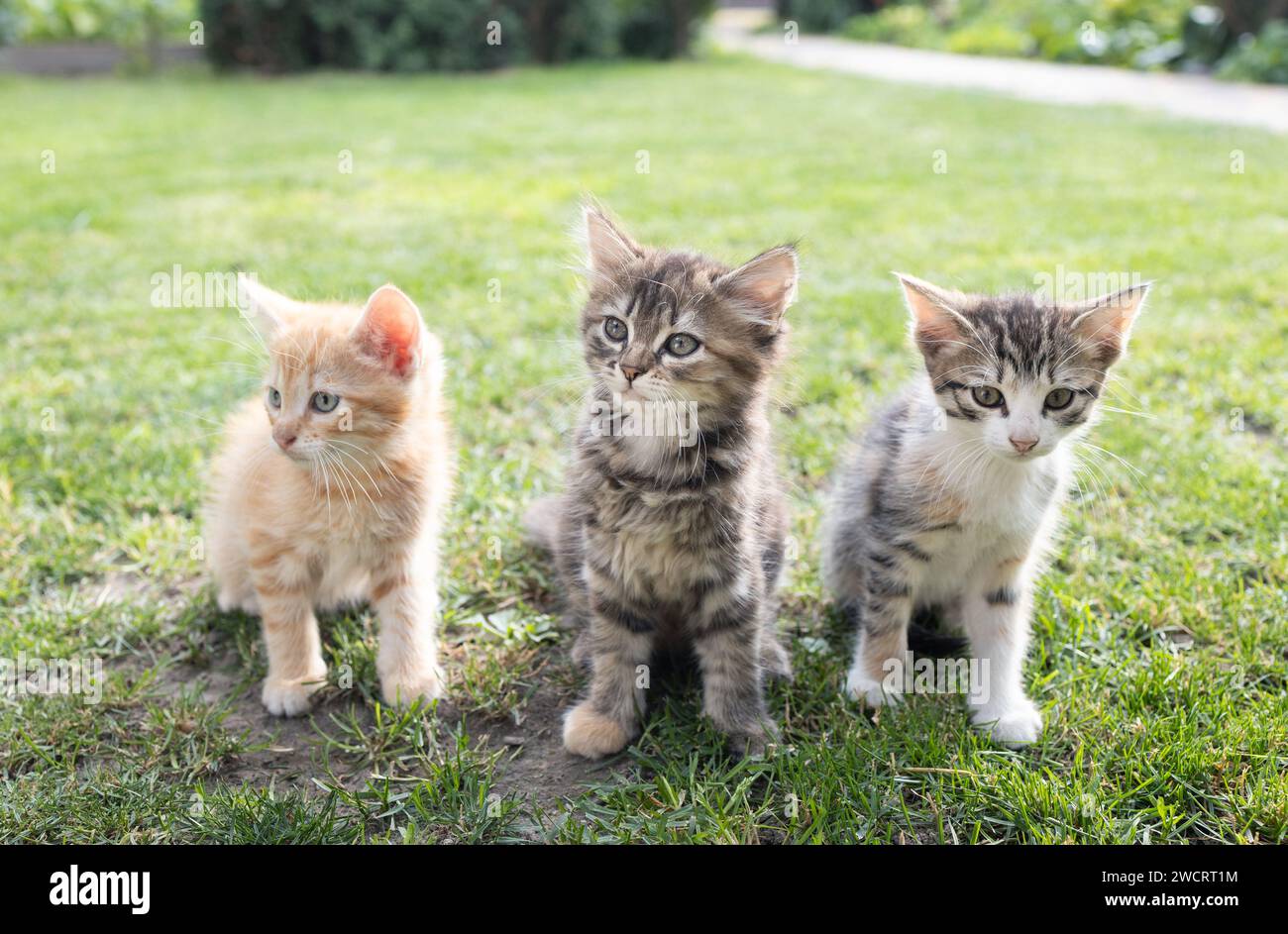 Three small, assorted kittens, 2 months old, are sitting on the lawn in ...