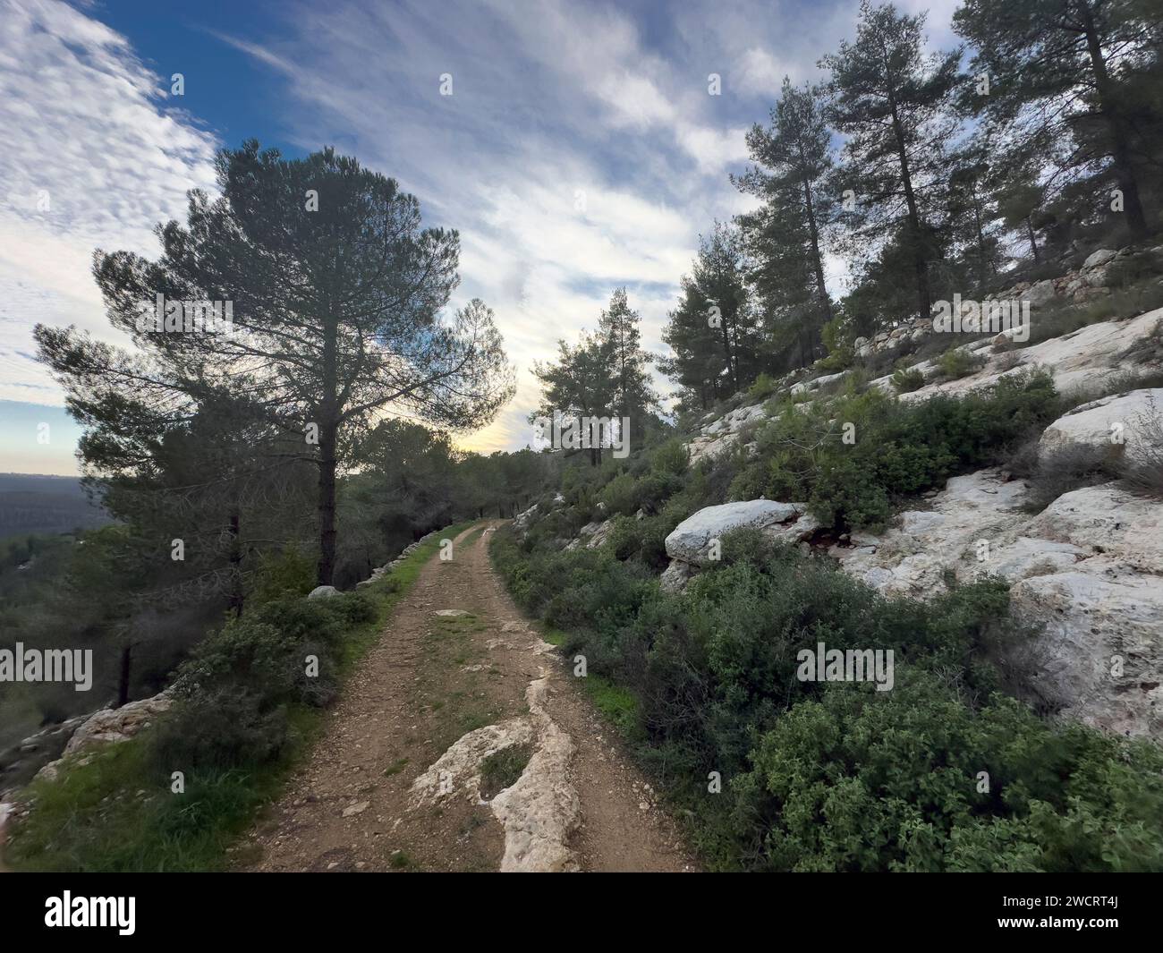 A footpath in the forest of Mt. Eitan in Sataf Nature Reserve located ...