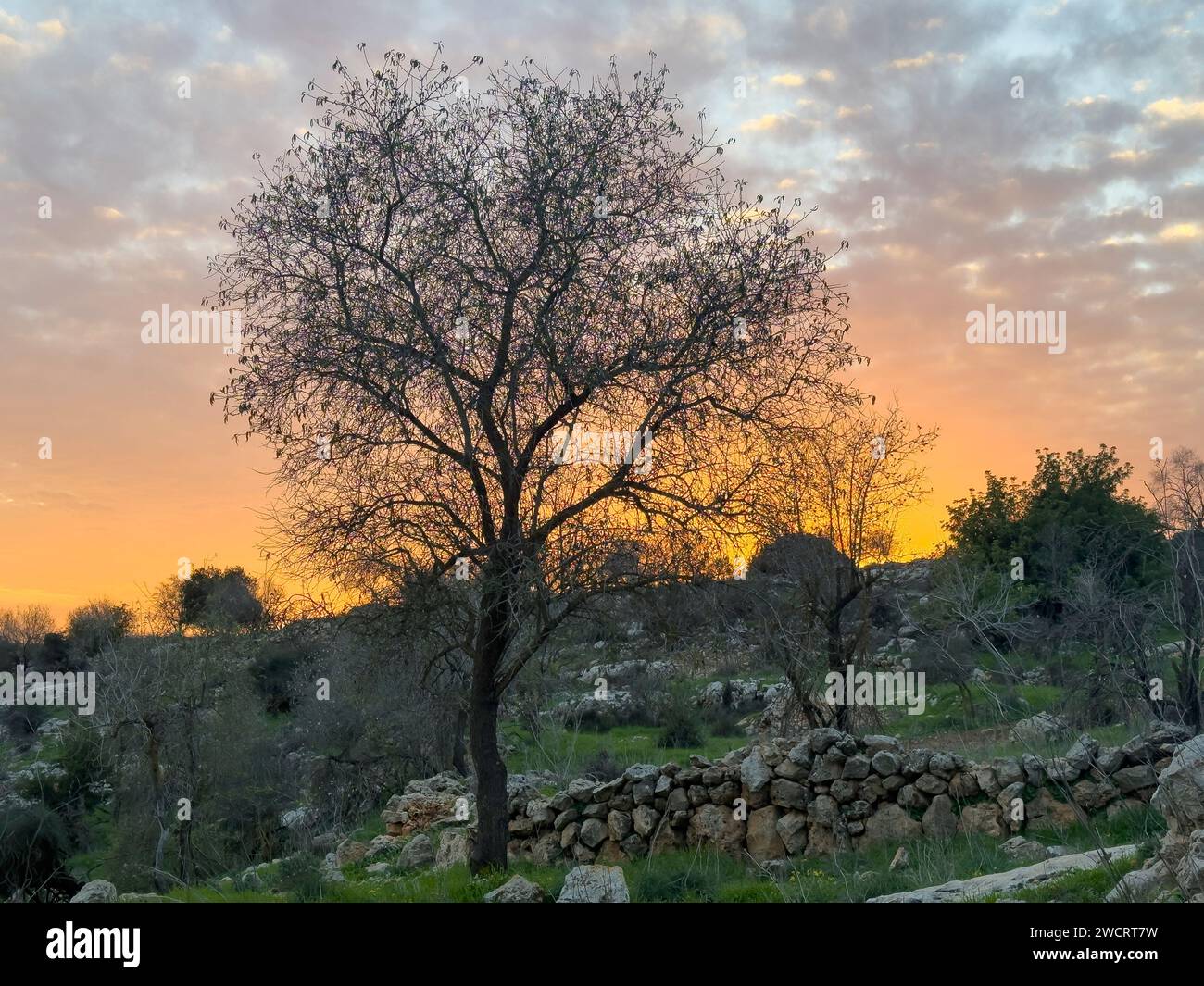Remains of agricultural terraces of the former Palestinian village ...