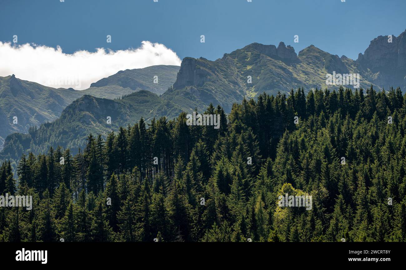 A lush forest enveloped by an enchanting array of trees, with majestic ...