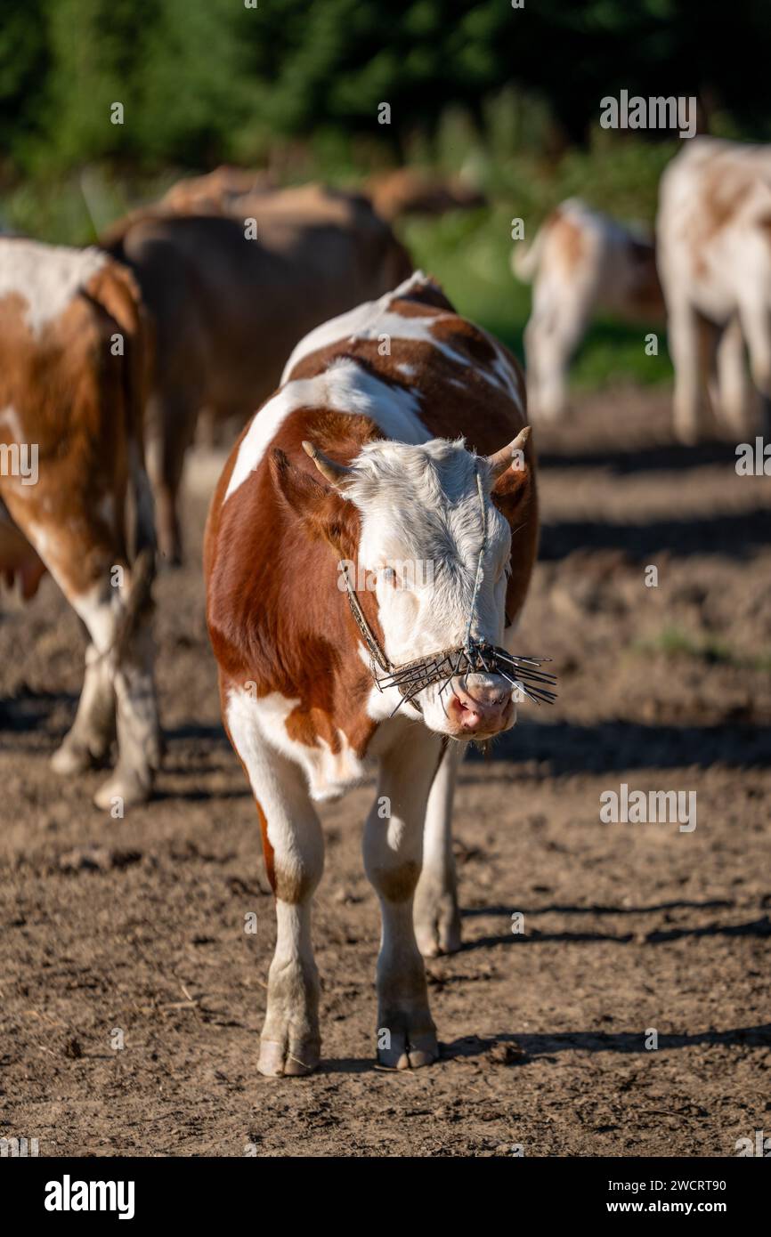 A herd of cows standing together on a dusty road in a vast field Stock ...