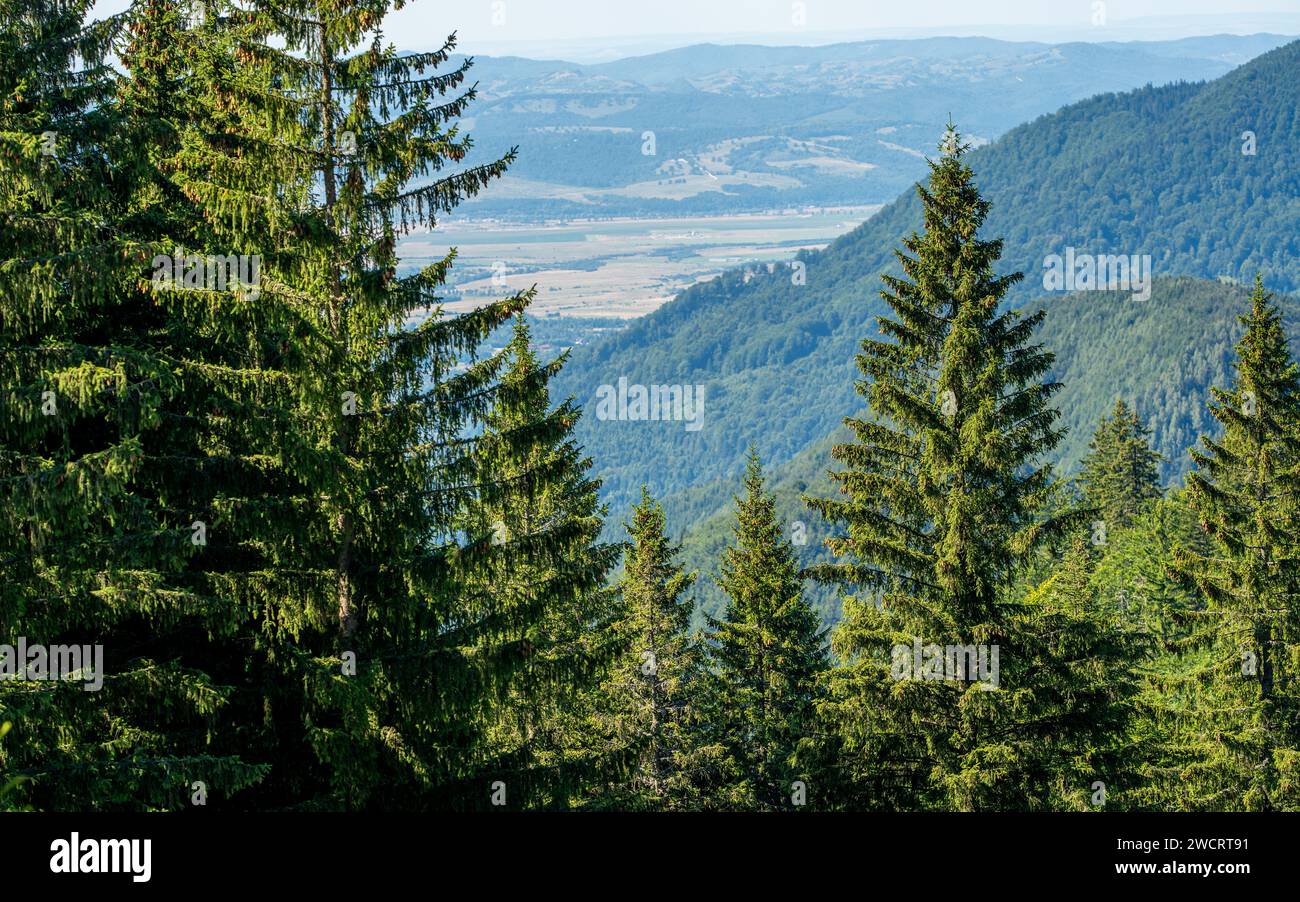 A lush forest enveloped by an enchanting array of trees, with majestic ...