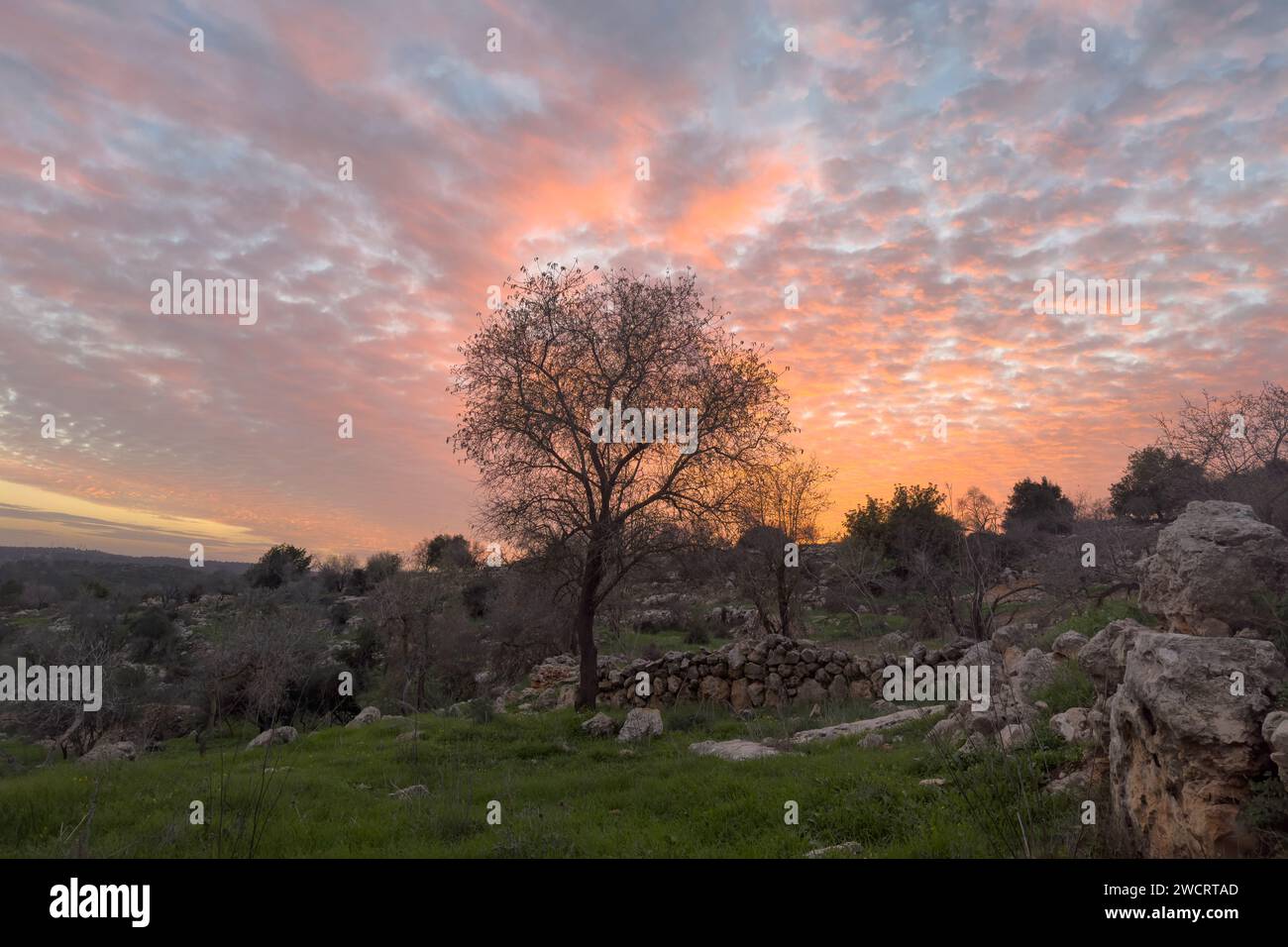 Remains of agricultural terraces of the former Palestinian village ...