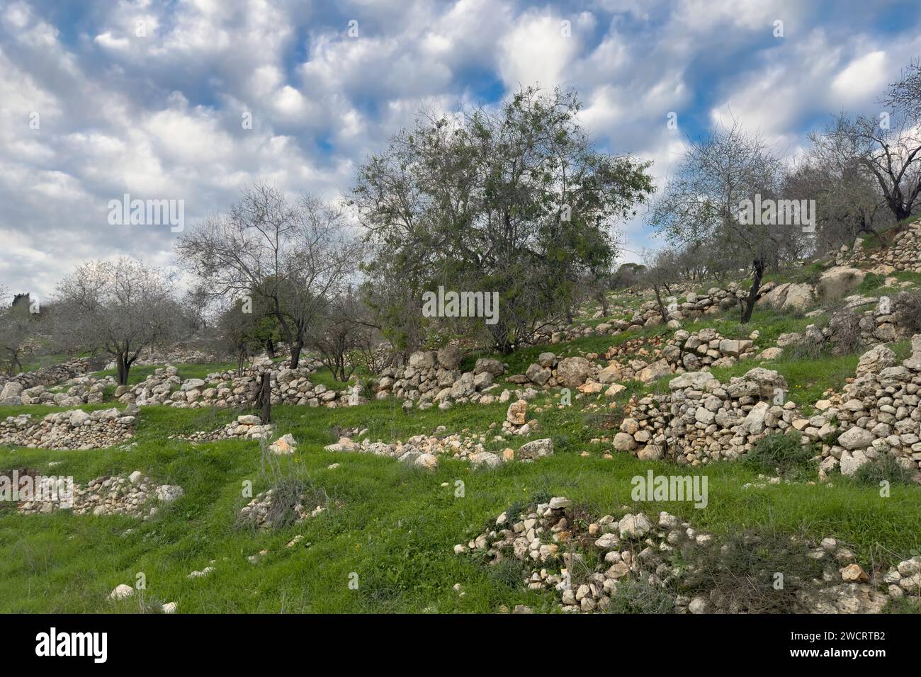 Remains of agricultural terraces of the former Palestinian village ...